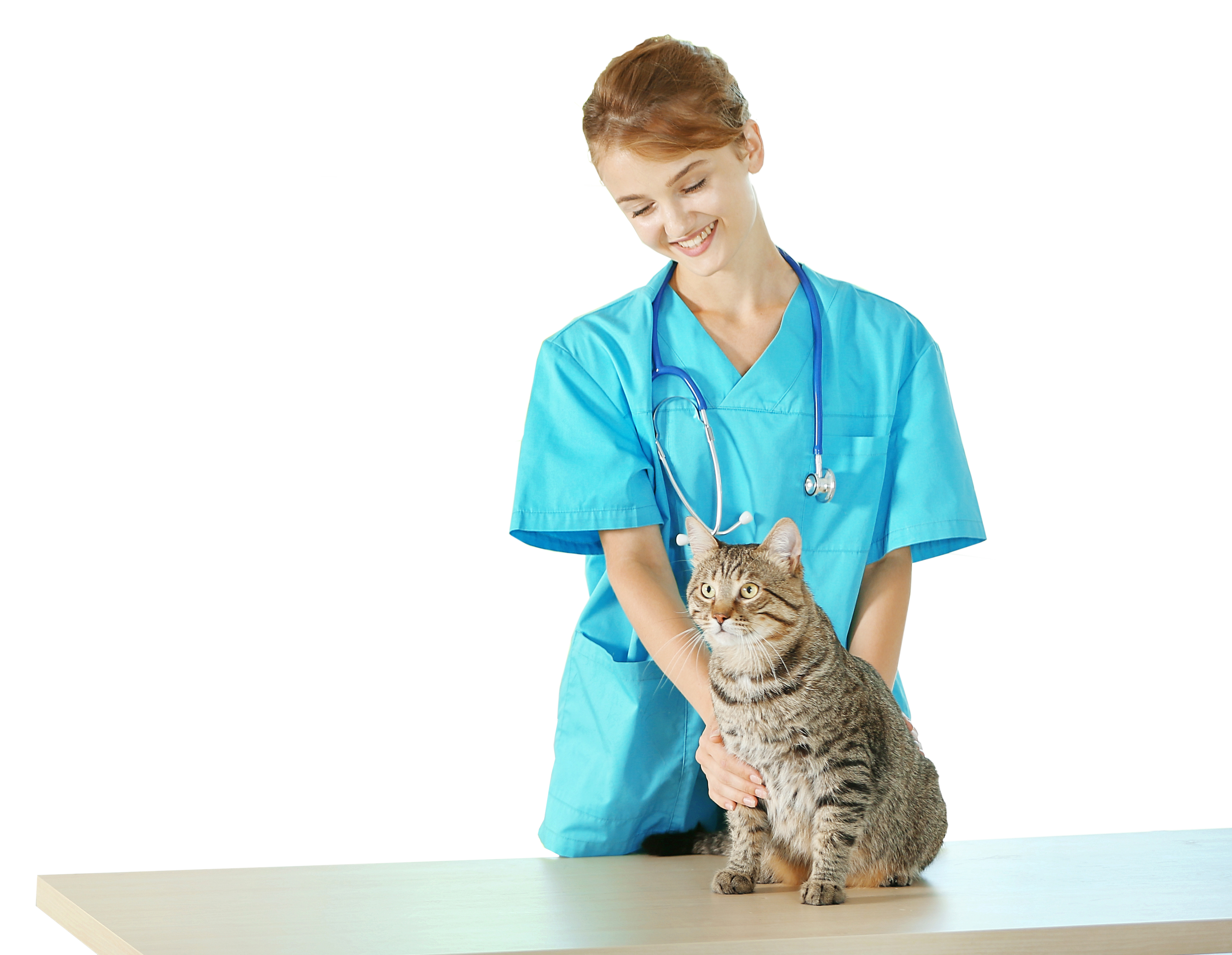 VetNvet – Veterinary Practice Management System